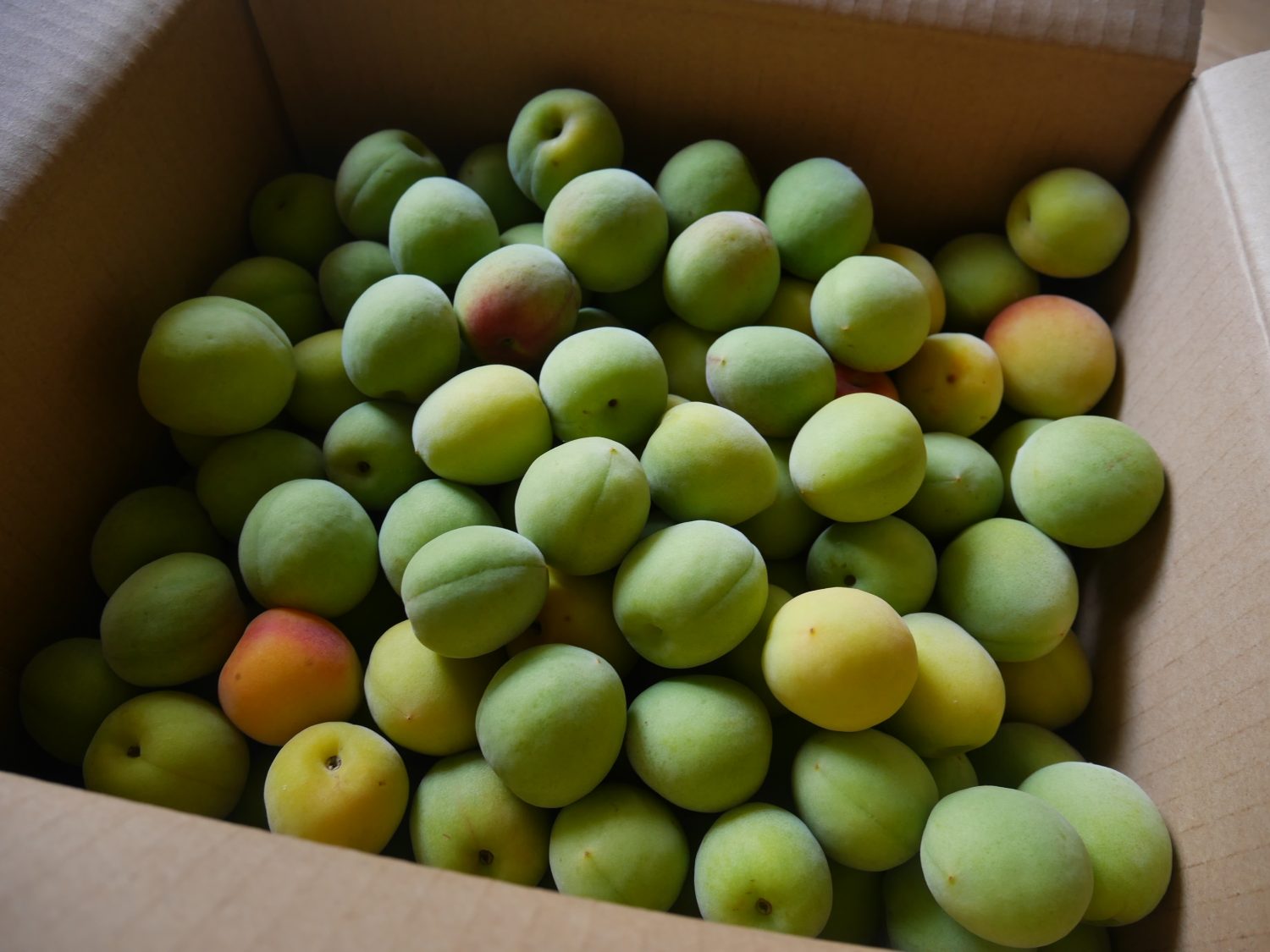 Now is the season for making Umeshu! | JJ Kitchen in Tokyo
